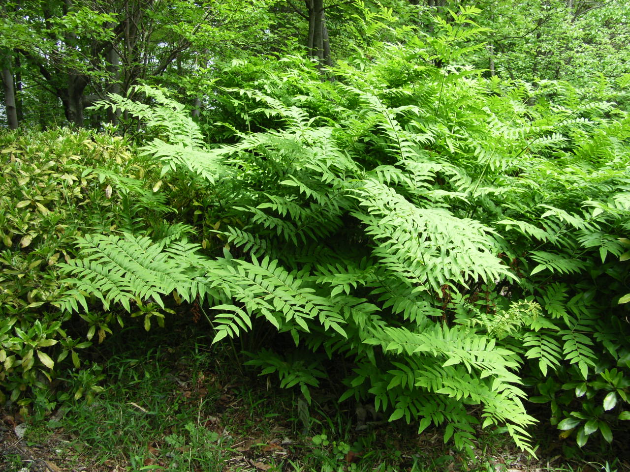 Osmunda japonica - Alchetron, The Free Social Encyclopedia
